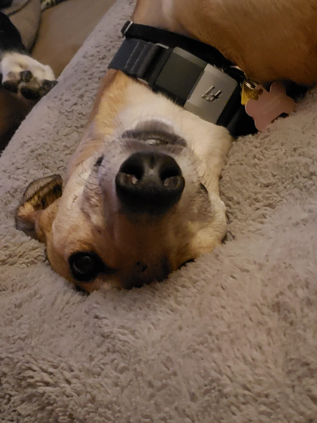 Little Miss Goldi-locks is 5 today | Scrolller