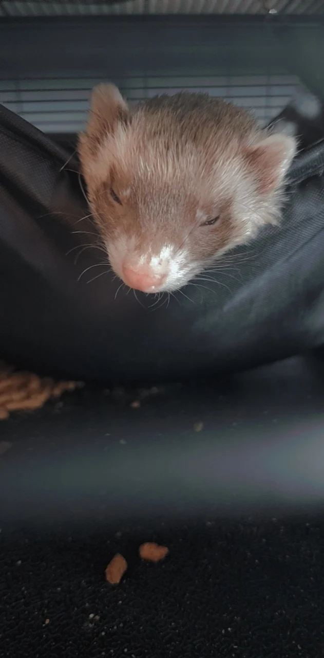 Shes so stinking cute 🥺 ️ (Cinnamon) | Scrolller