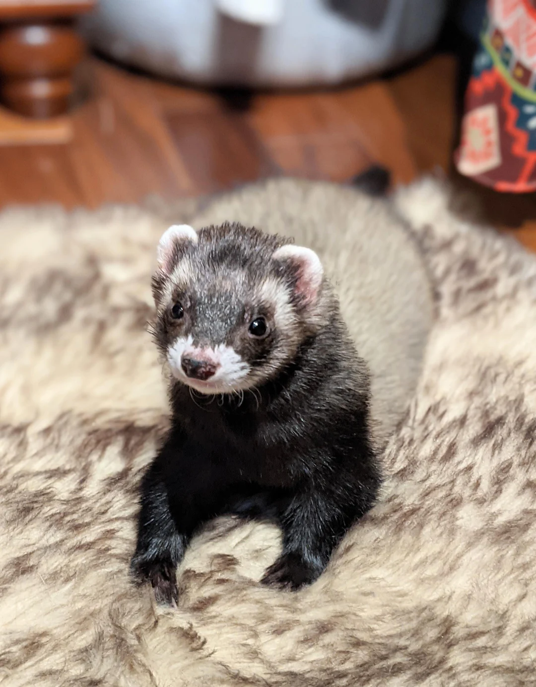 Goodbye sweet Georgie. You are my new star, shining bright up in the ...