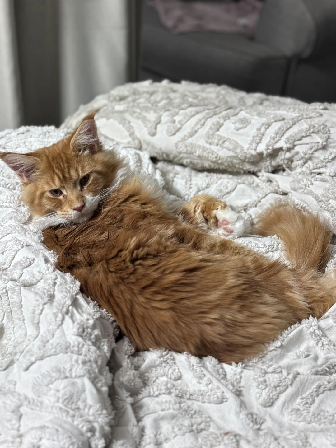 Sir Nicholas wants your Presence | Scrolller