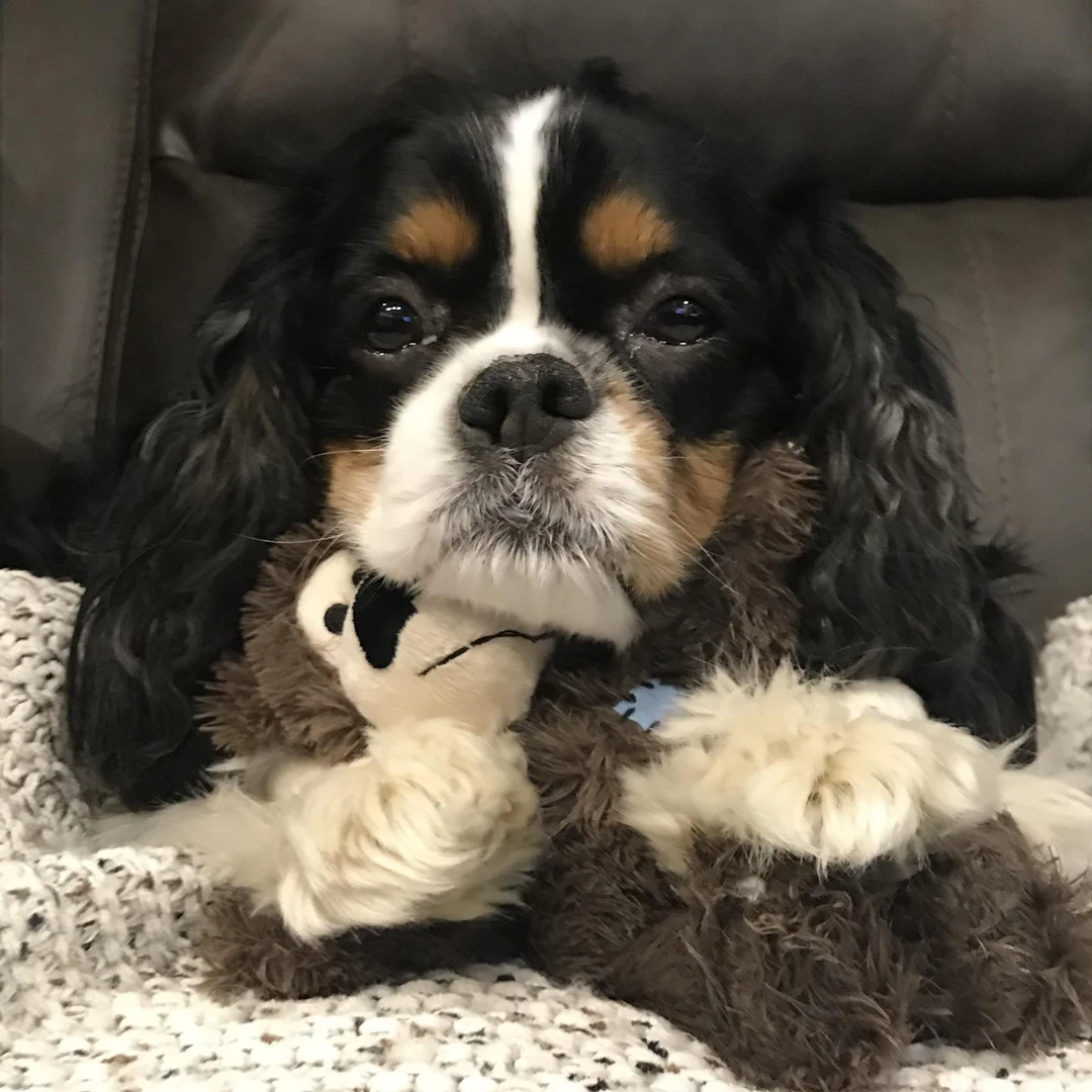 [OC] my puppy dog pal loves his new teddy bear | Scrolller