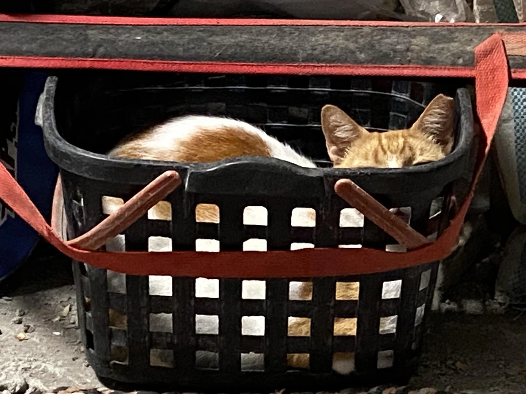 Trapped in the basket | Scrolller