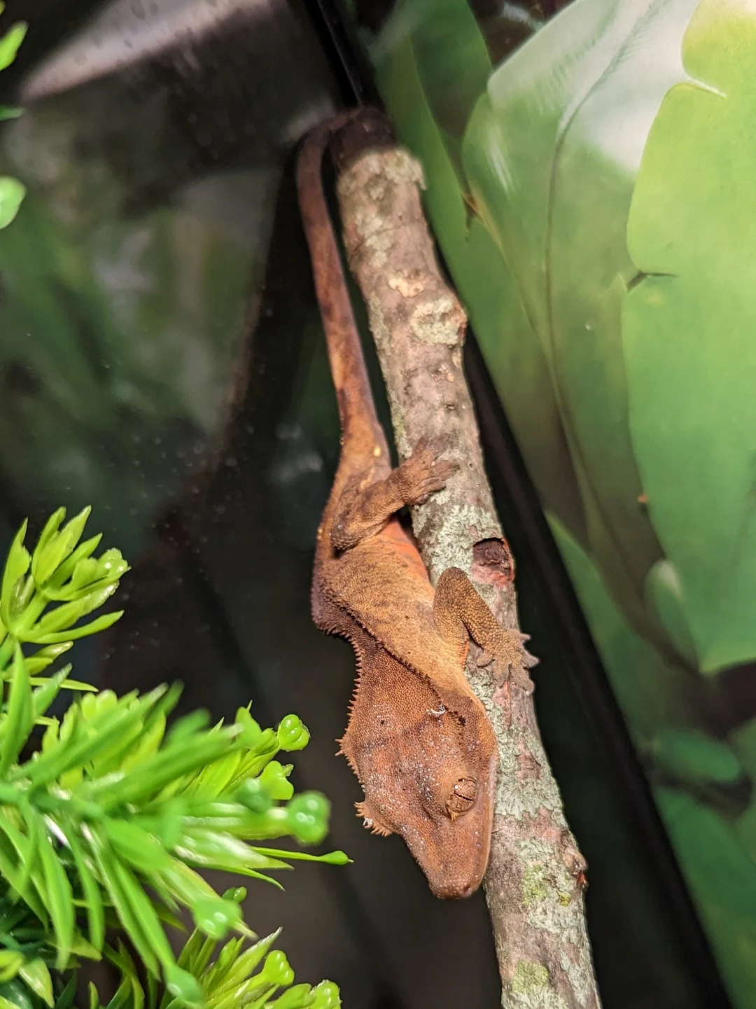 This is miss Luna, I cannot stop staring at her amazing footpads! | Scrolller
