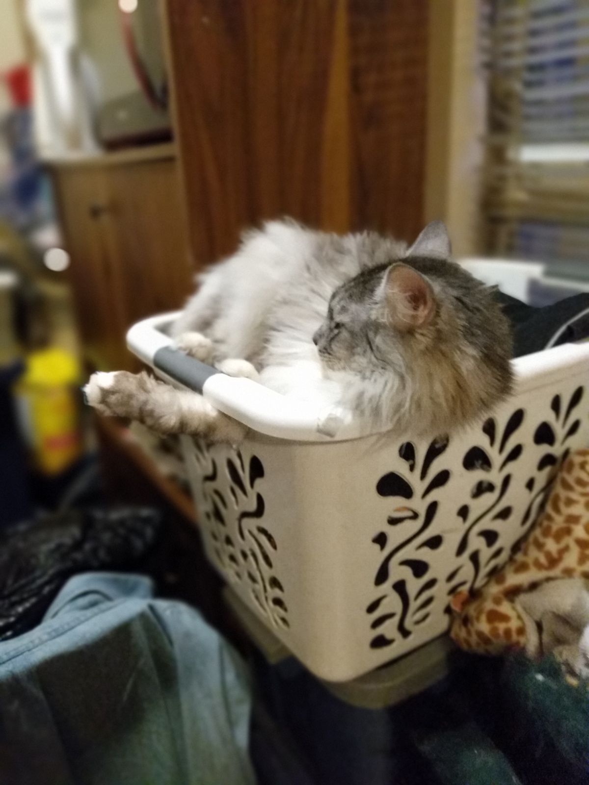 Waffles chilling 😺 | Scrolller