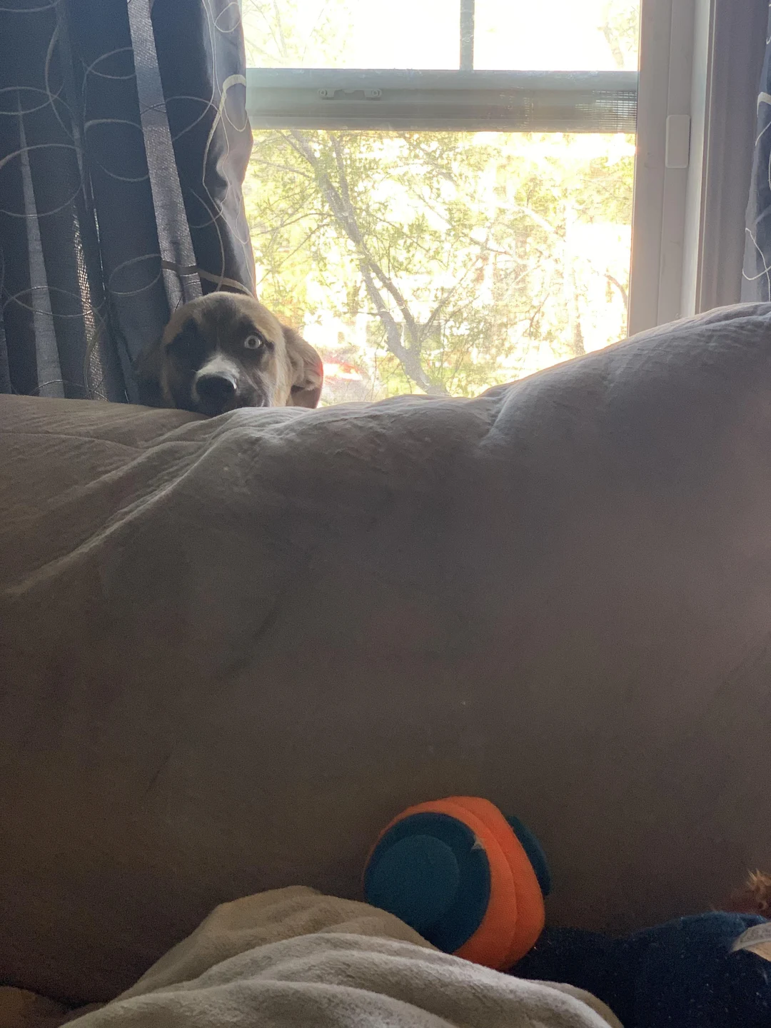 Ziggy jumped behind the couch when the vacuum was turned on | Scrolller