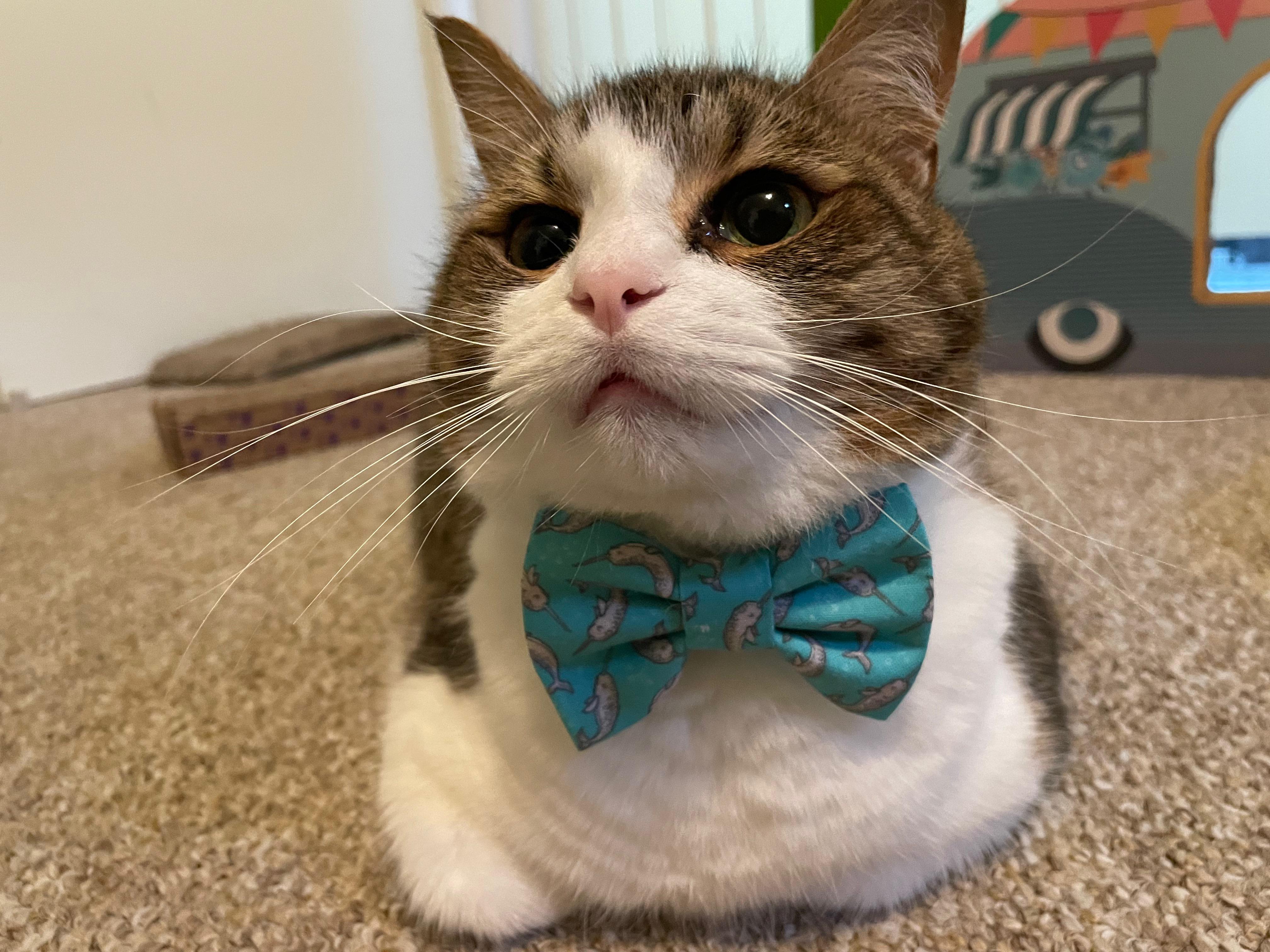 Dapper little loaf | Scrolller