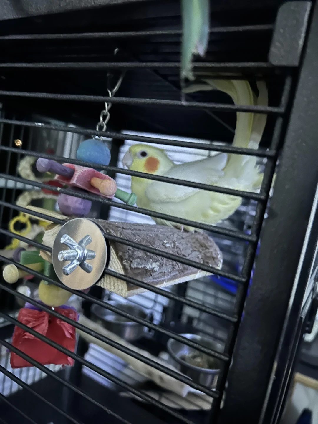 Horny Jail | Scrolller