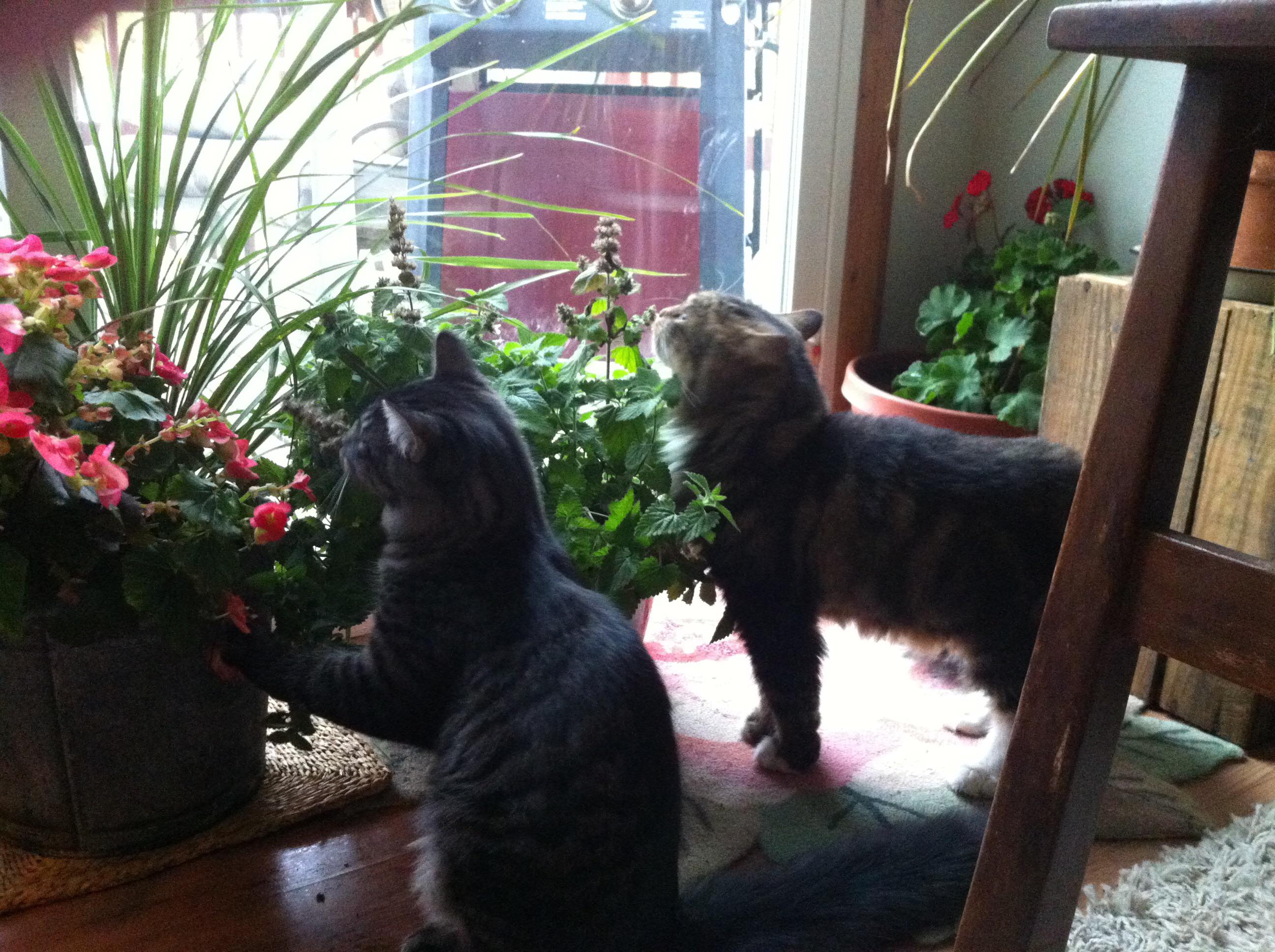 Brought the catnip in. Little junkies. | Scrolller