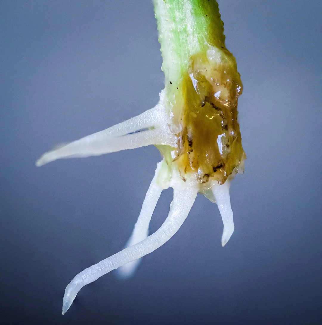 Aeroponic Propagation | Scrolller