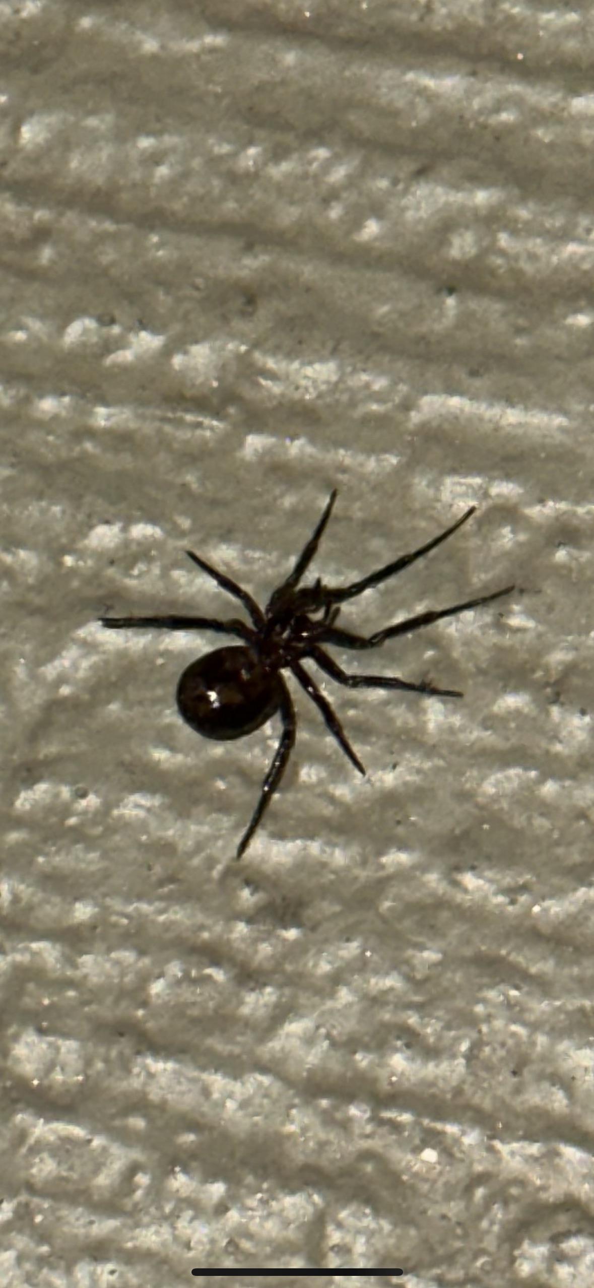ID request: black spider in western NC USA | Scrolller