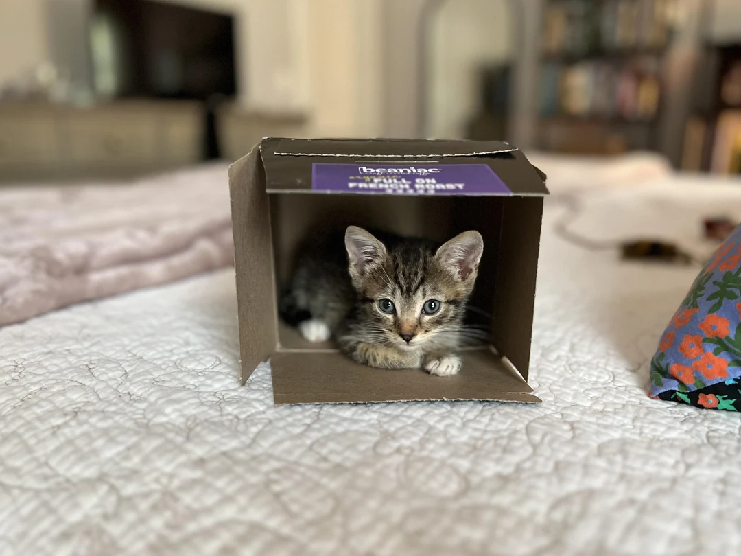 Tiny Cat Trap | Scrolller