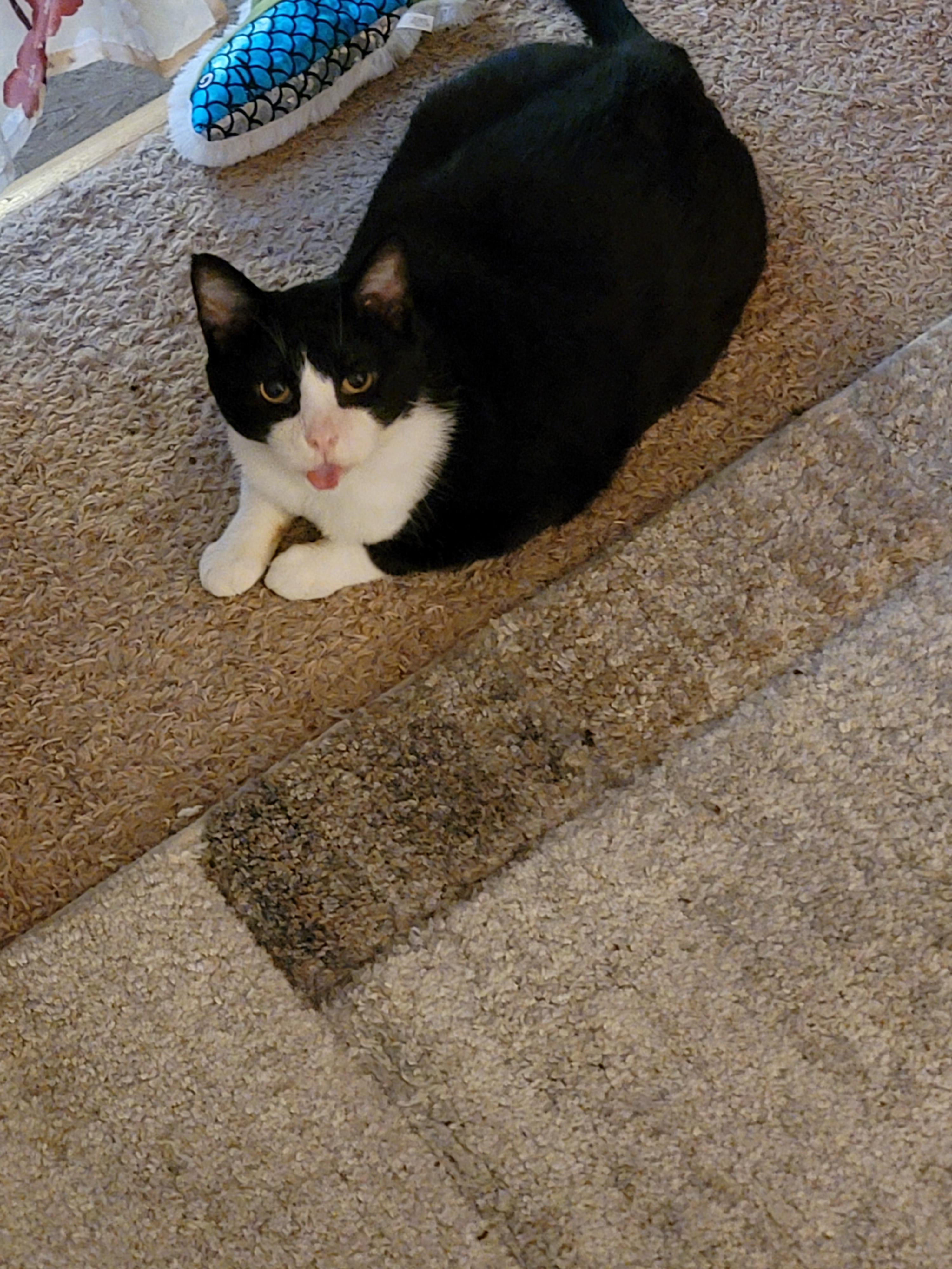 My Zym has a giant blep | Scrolller