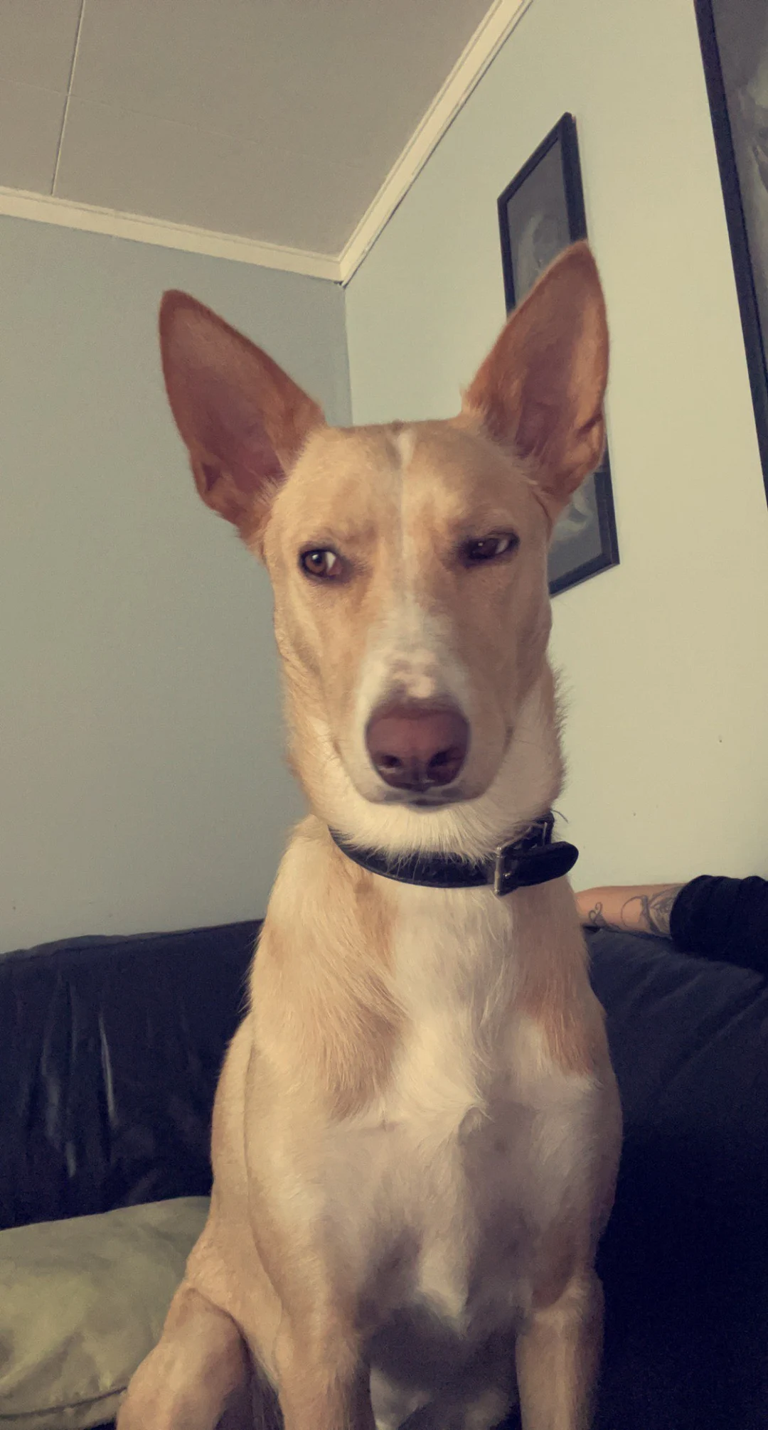 Zelda questions my activities. | Scrolller