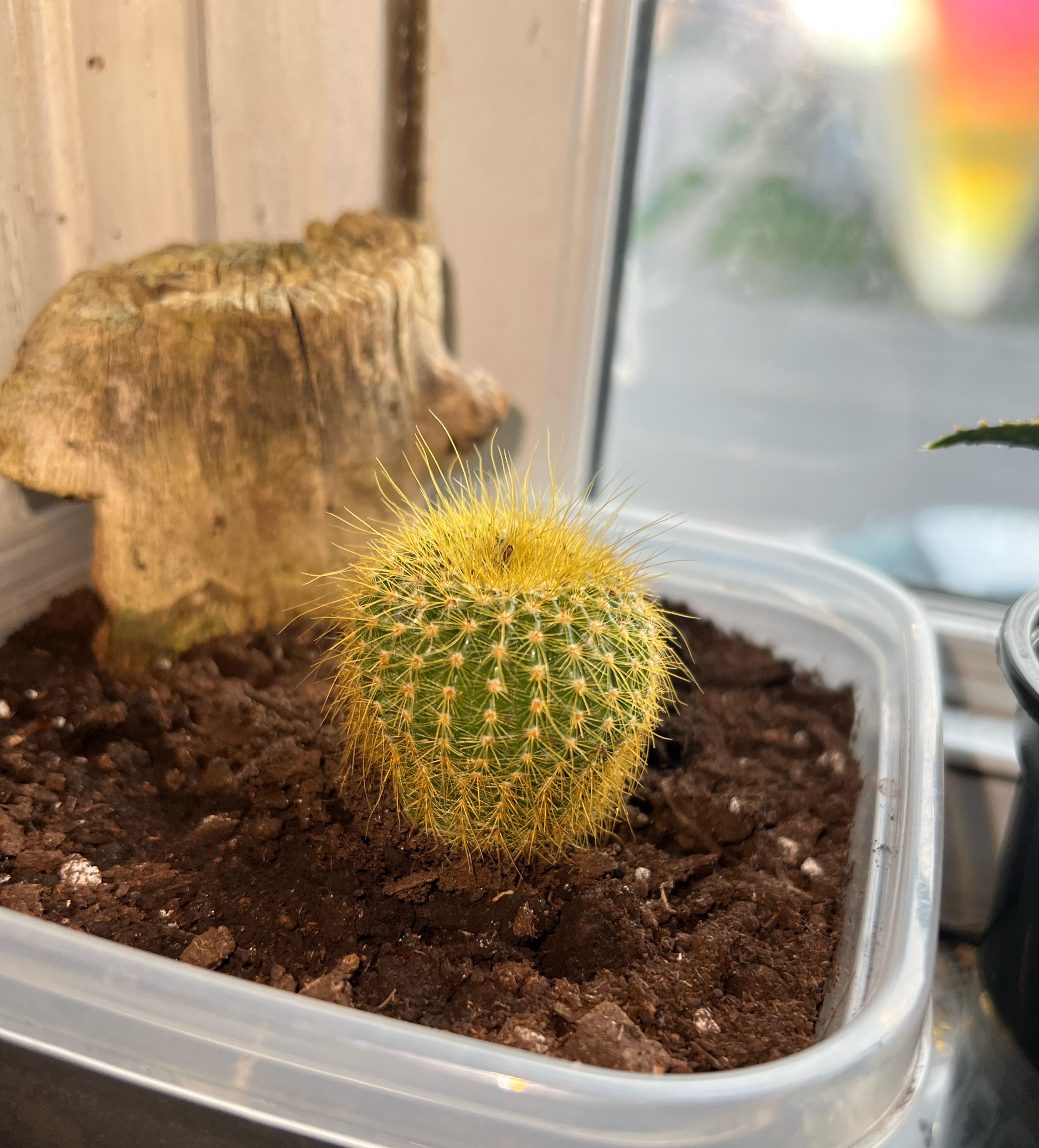 Help Identify my cactus | Scrolller