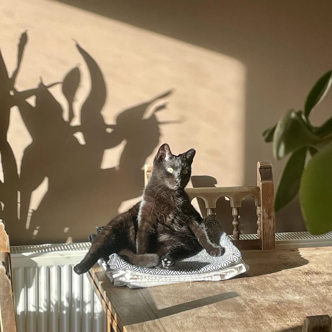 Trapped, zero thoughts, resigned to his fate. | Scrolller