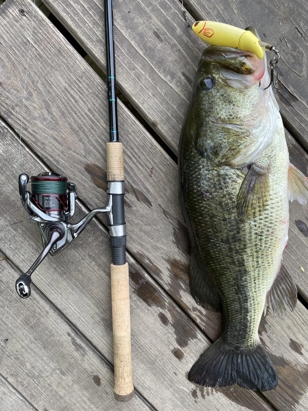 Caught this 21" beast. I love the whopper. | Scrolller