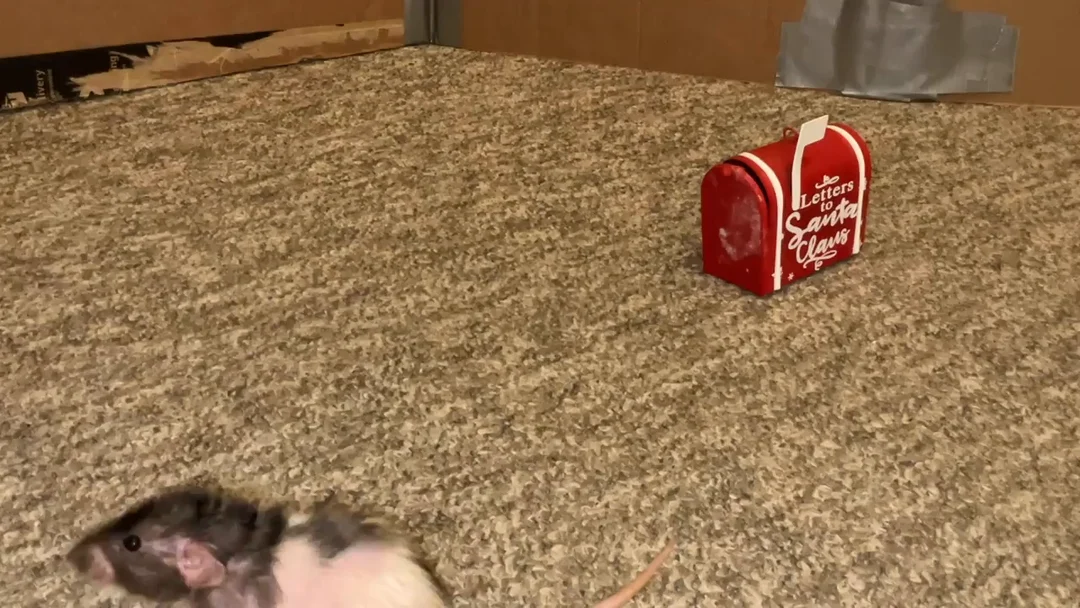 My talented dwarf rat Butter practicing her "fetch the mail" trick! | Scrolller