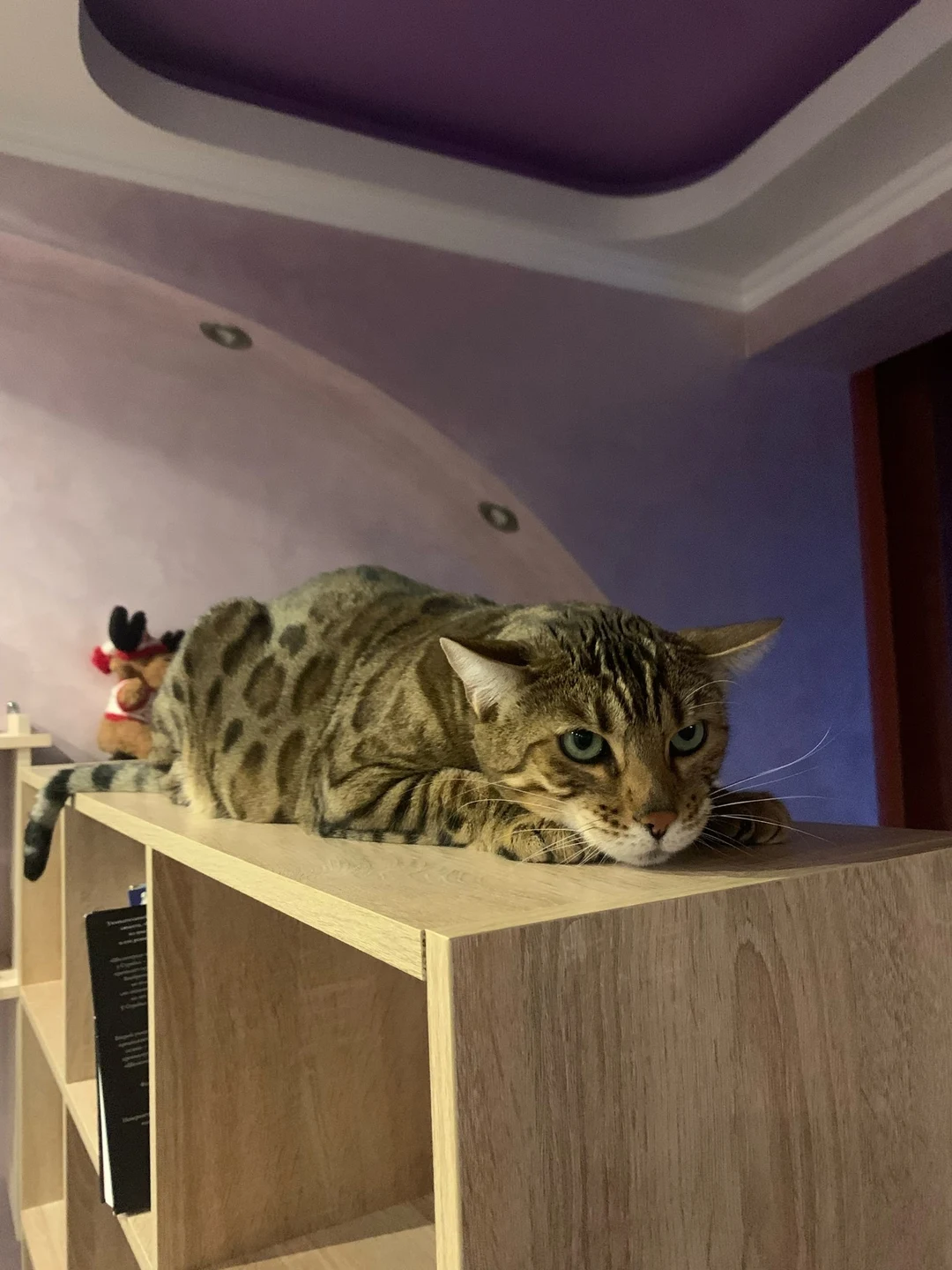 Angry loaf | Scrolller