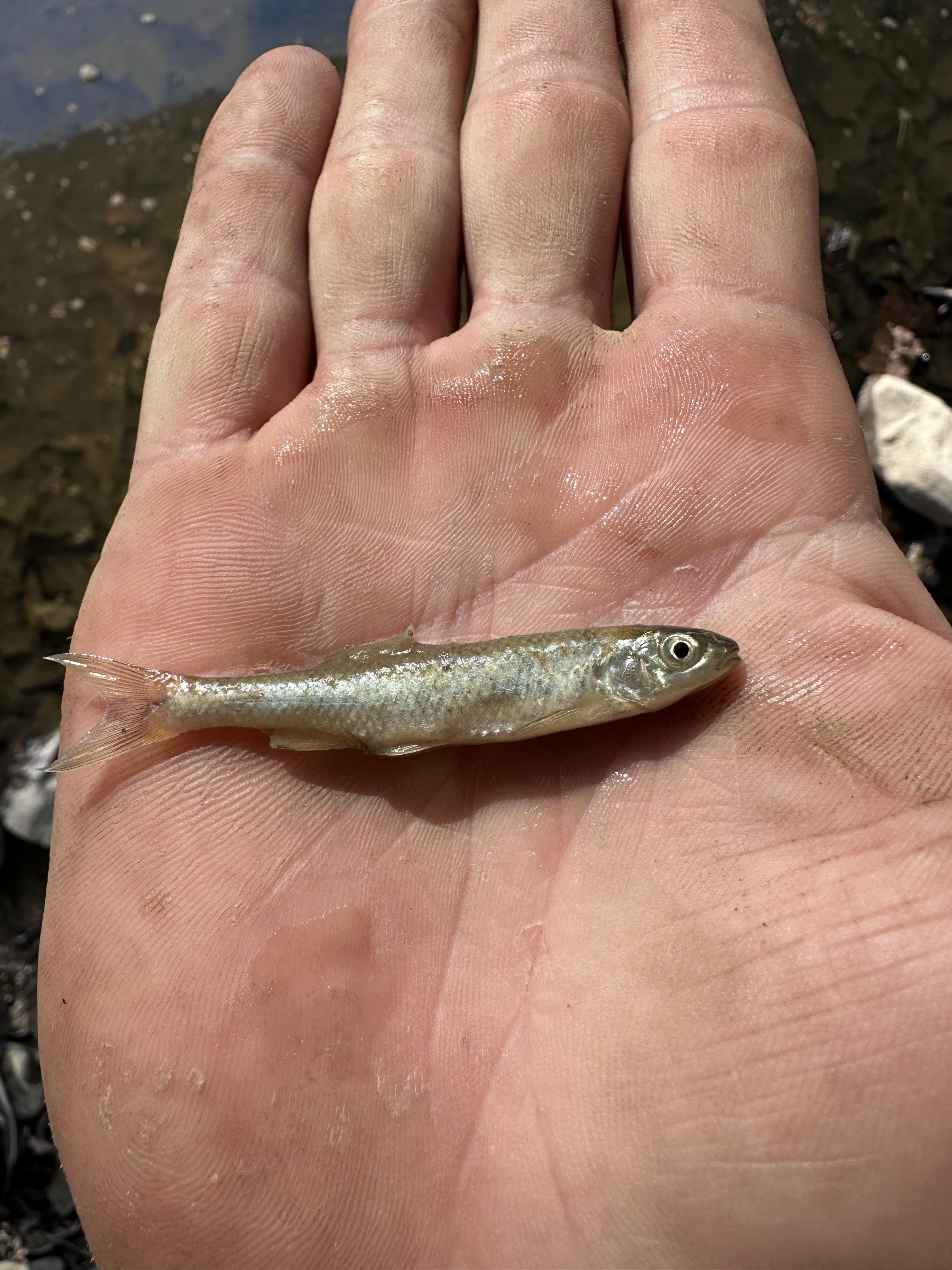 Fish ID? | Scrolller