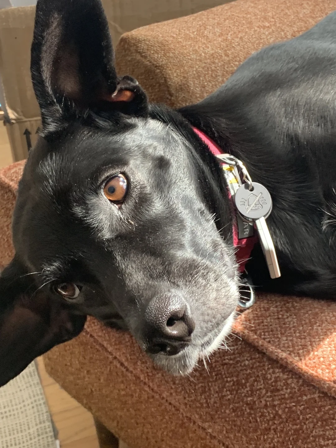 Discover more like Lookatmydog: Yes, I am biased, and yes, she is the best 🥰 and Related Content ...