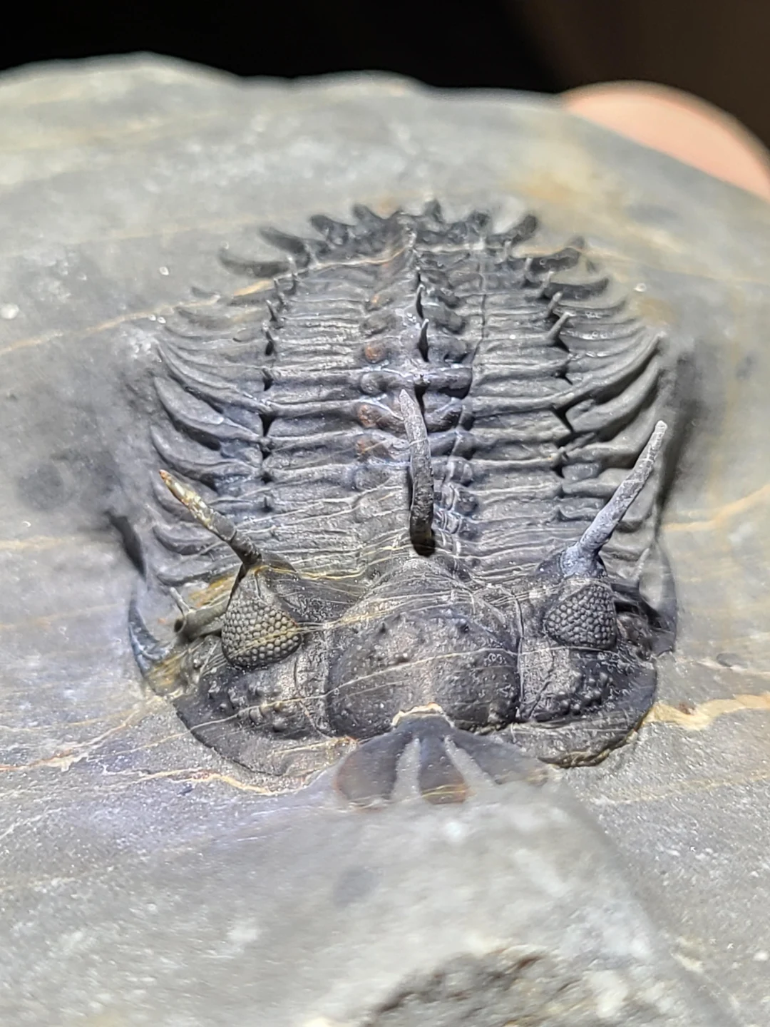 just finished preparing this Walliserops trilobite. one of my favorite projects I've completed ...