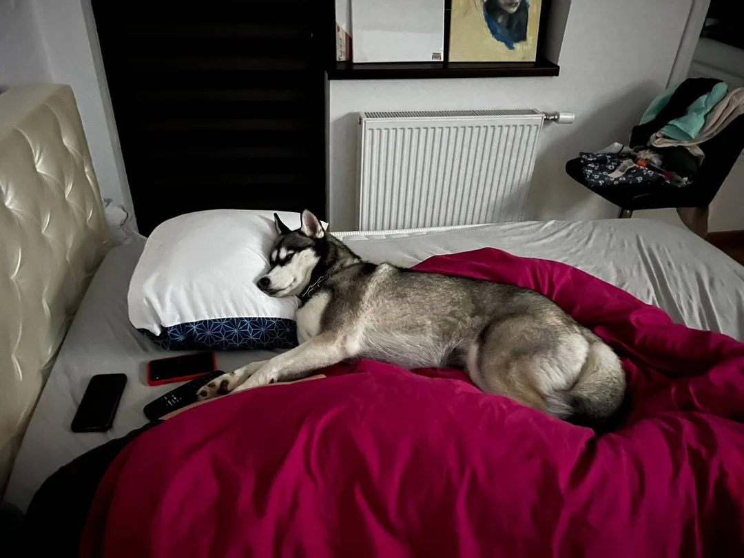 Sweet dream is better than any gadget | Scrolller