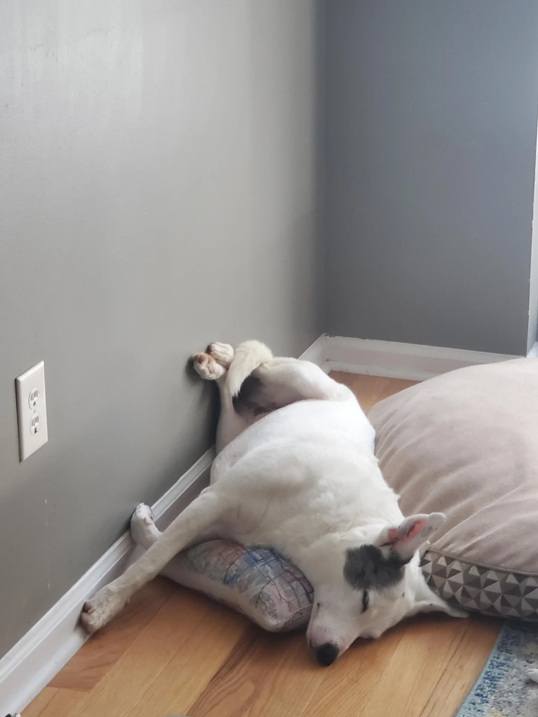 Just a normal nap. | Scrolller