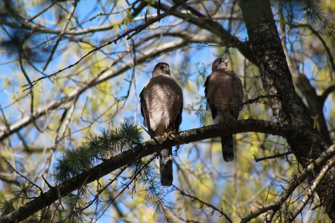 Cooper's Hawks, Sacramento, CA | Scrolller