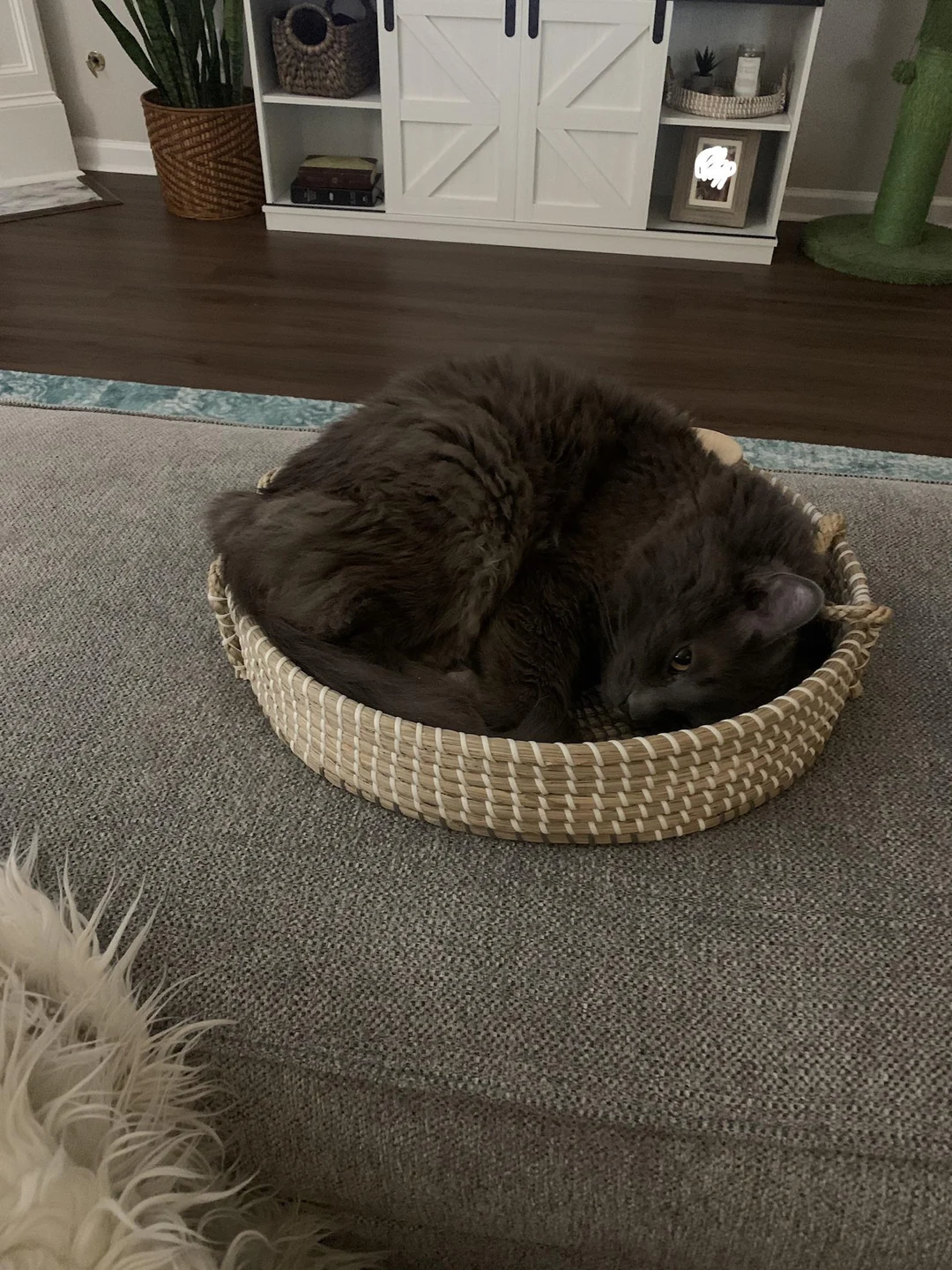 *BREAKING NEWS…* Cat turns to liquid before my very eyes! | Scrolller