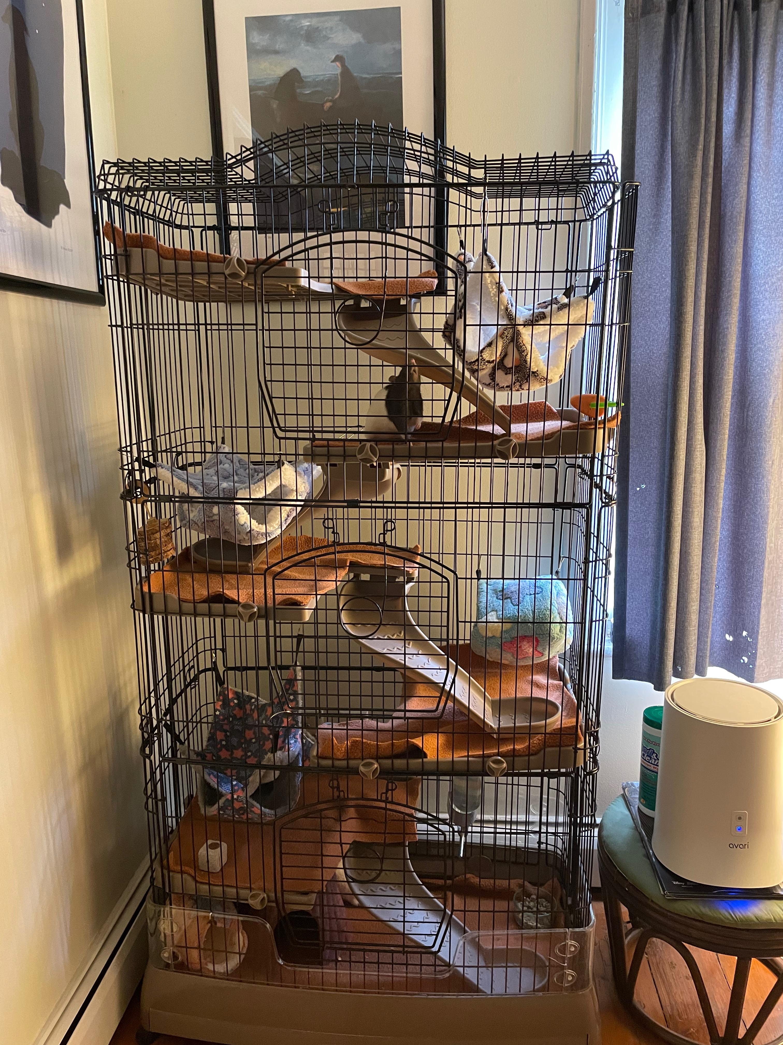 NEW RAT CAGE! | Scrolller