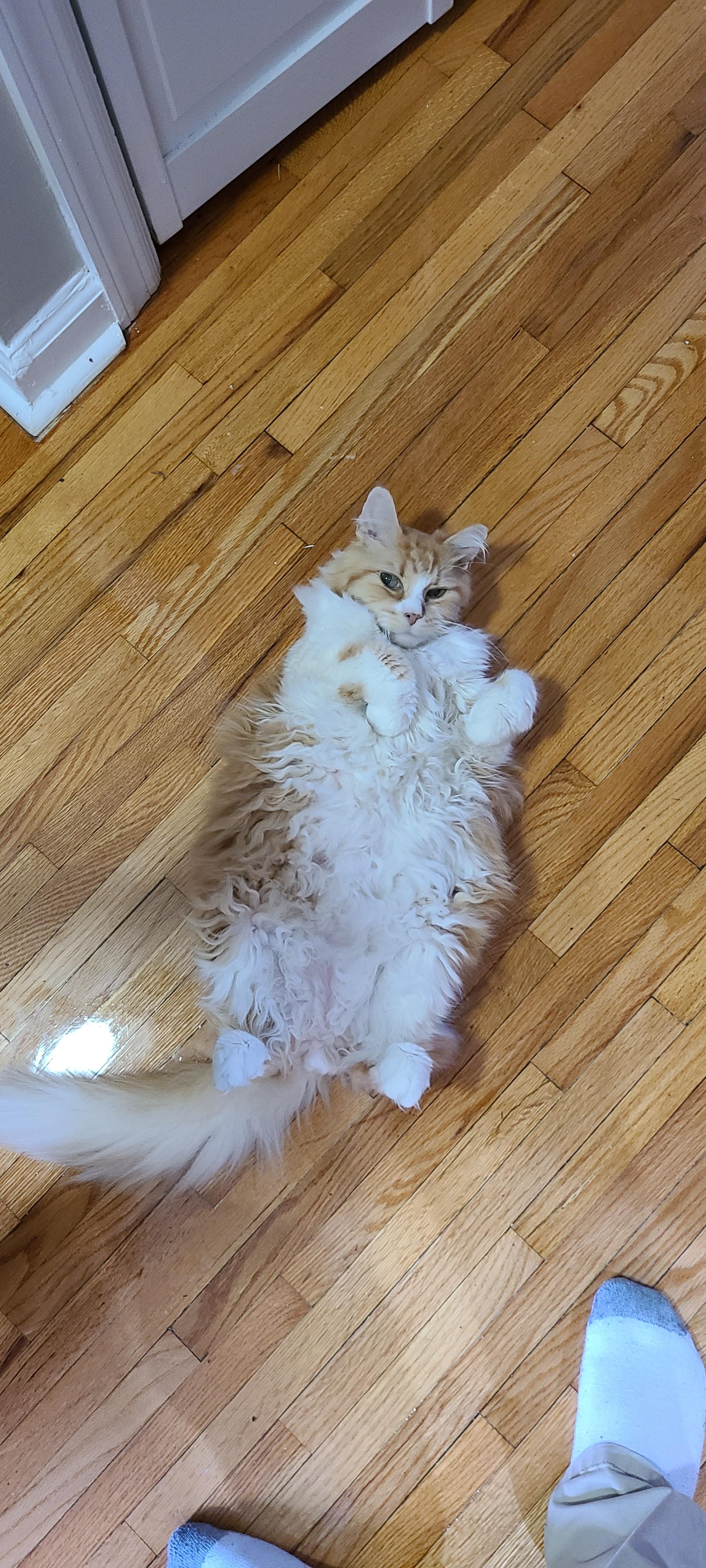 More floof than Cat | Scrolller