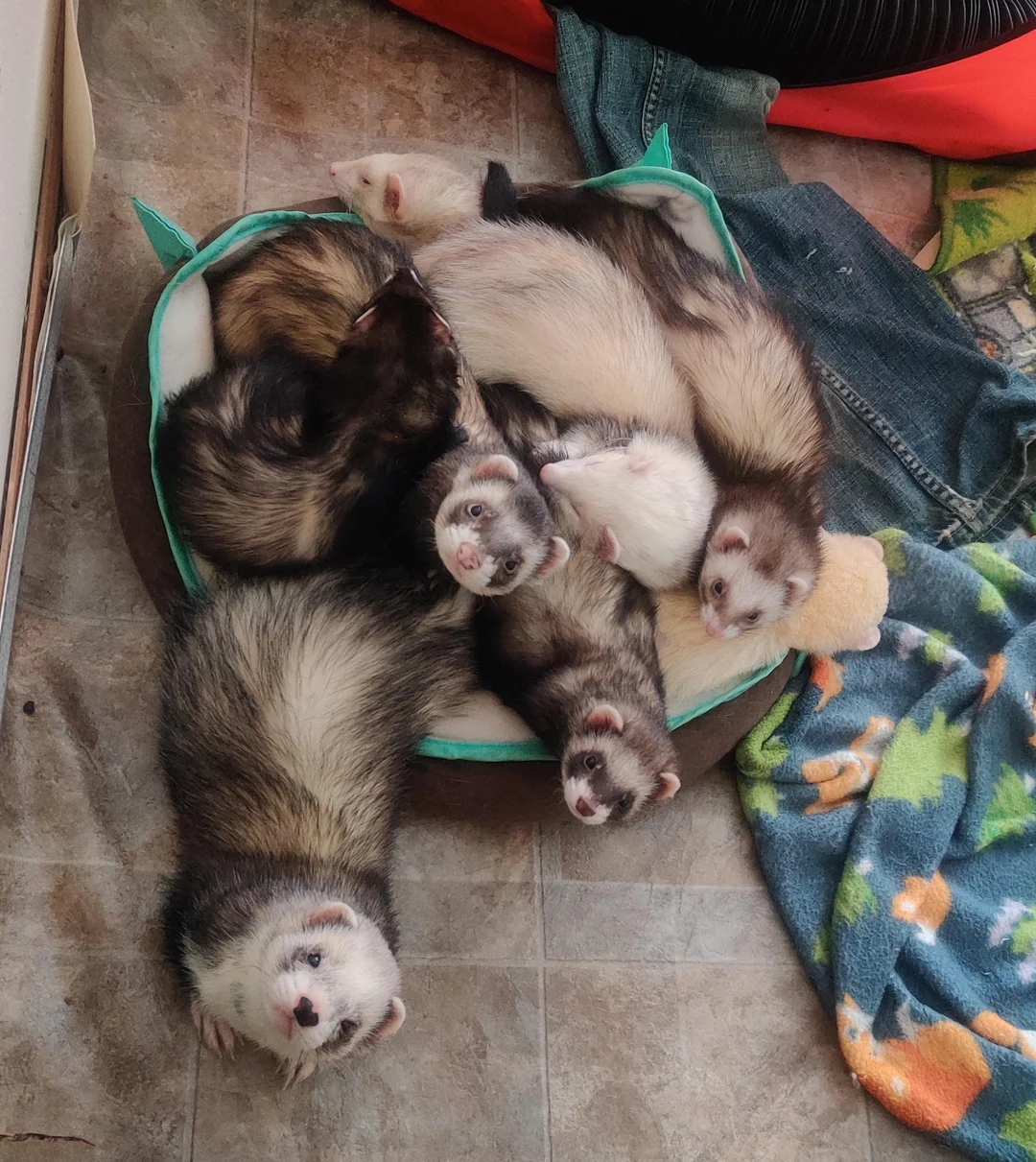 Starting to think this bed spawns ferrets 🤔 | Scrolller