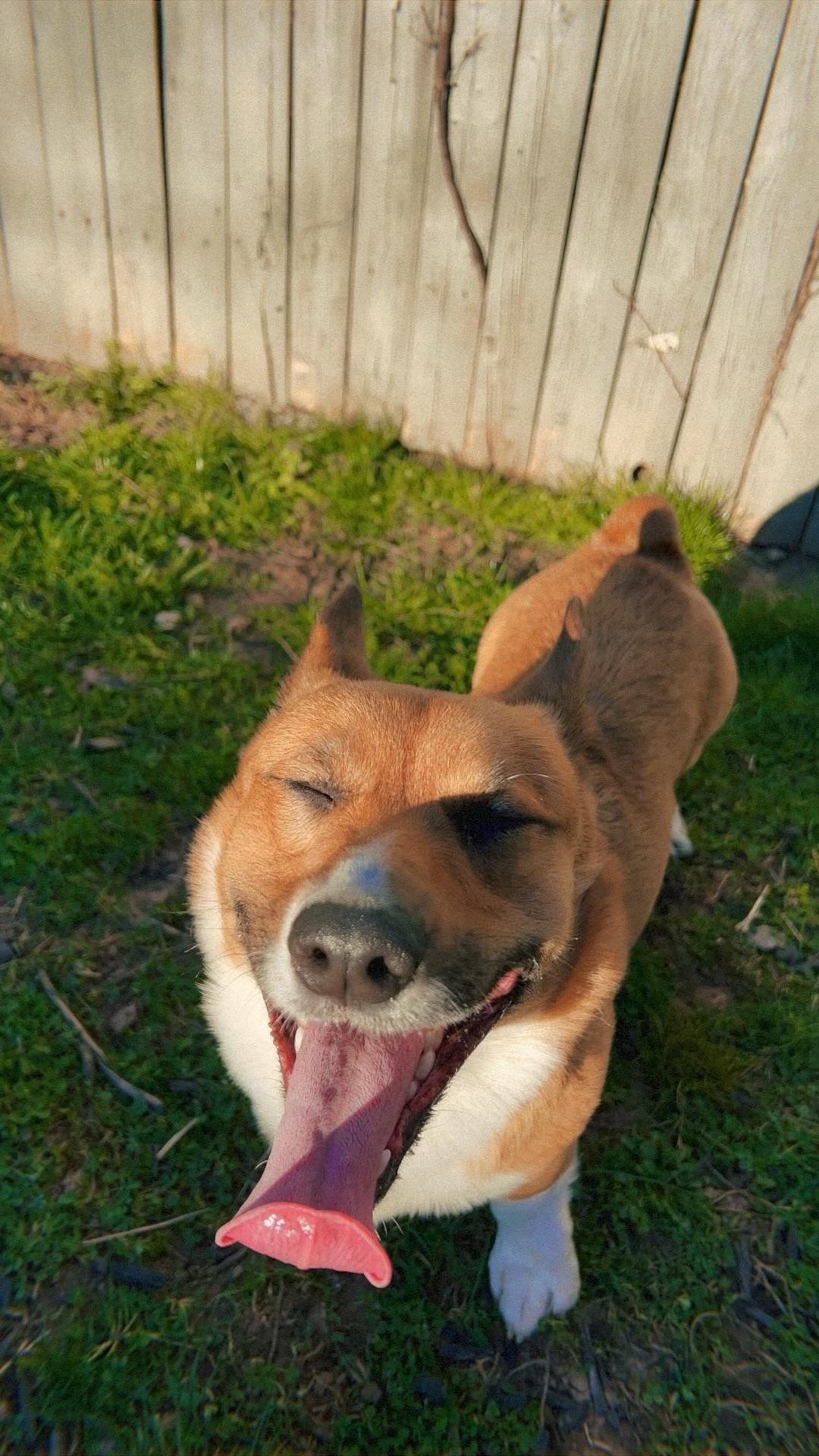 Happy Corgi | Scrolller