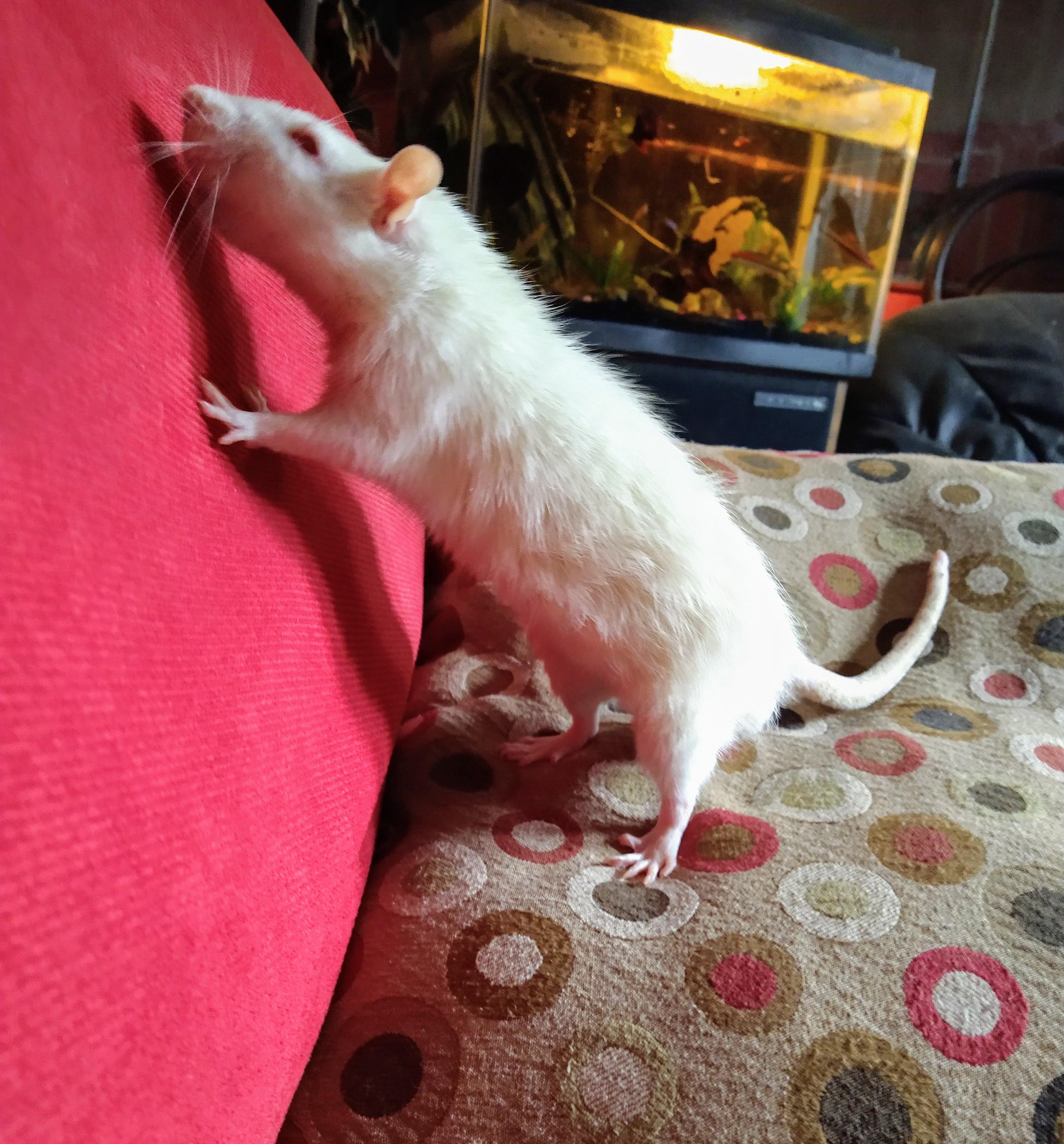 Discover more like RATS: He Ate A Button! and Related Content | Scrolller