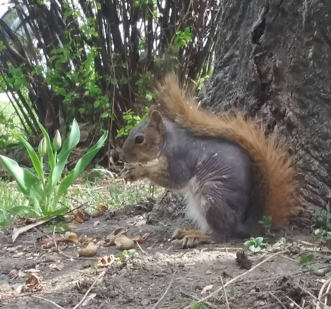 A naked squirrel | Scrolller