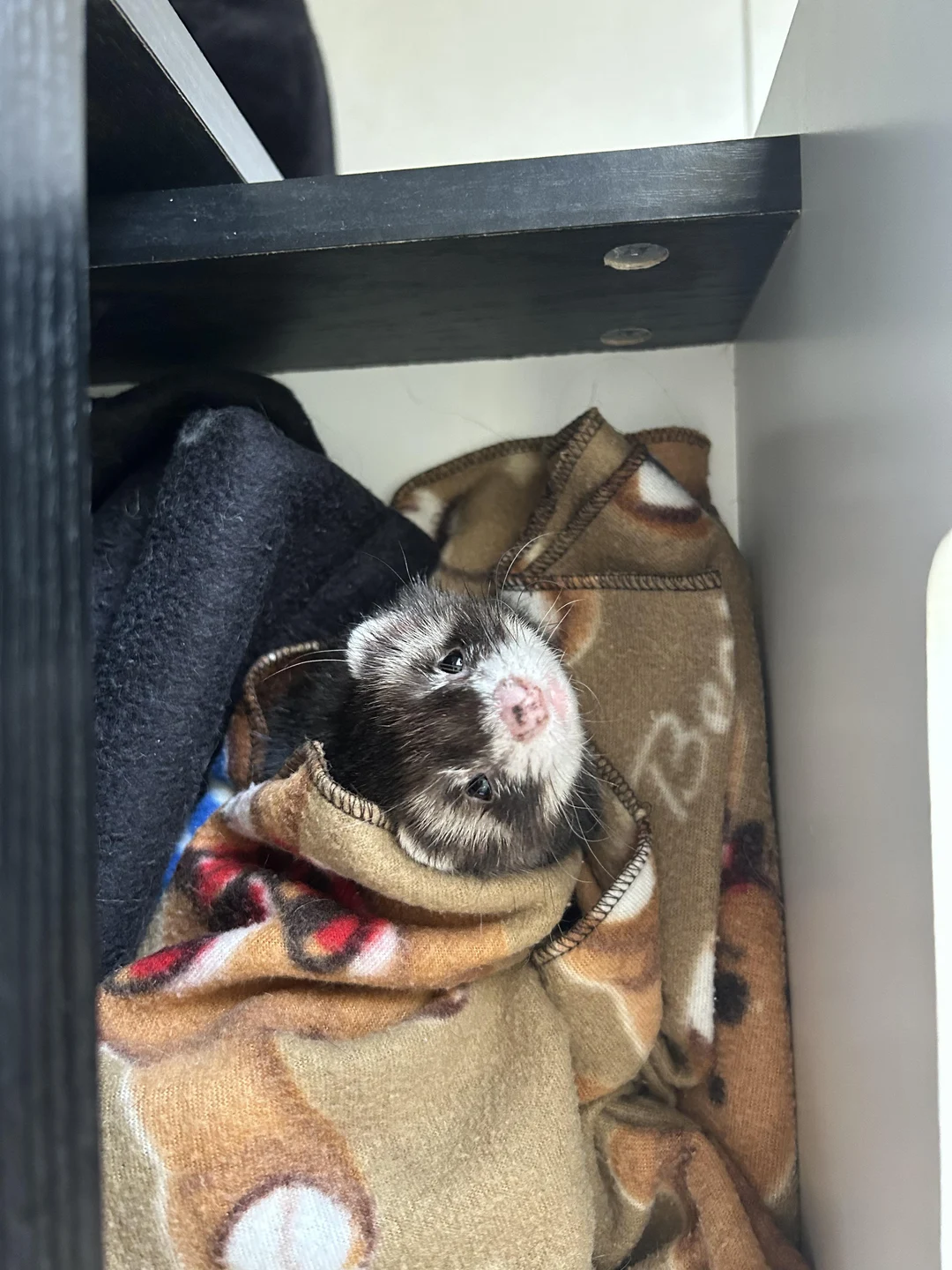 Henlo from the drawer | Scrolller