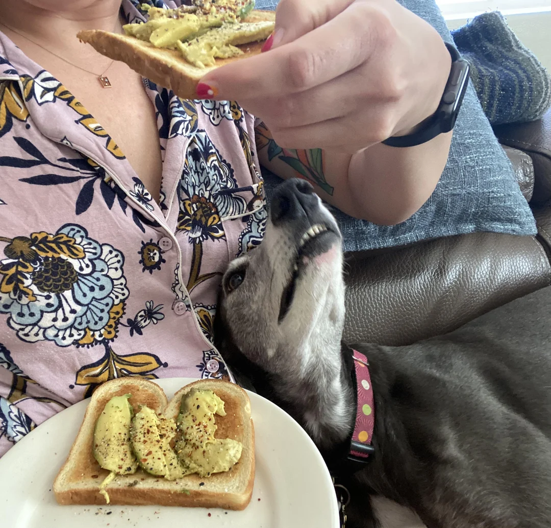 Toast for greyhound? | Scrolller