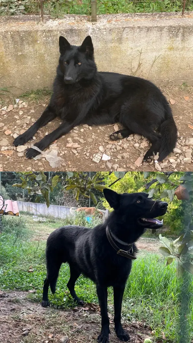 Winter vs Summer coat. | Scrolller