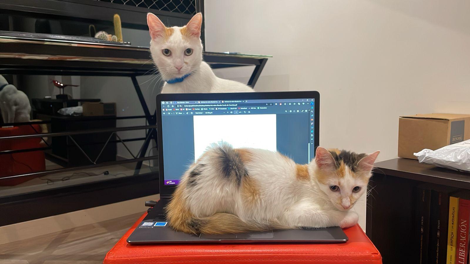My lousy kitties 🥰 | Scrolller