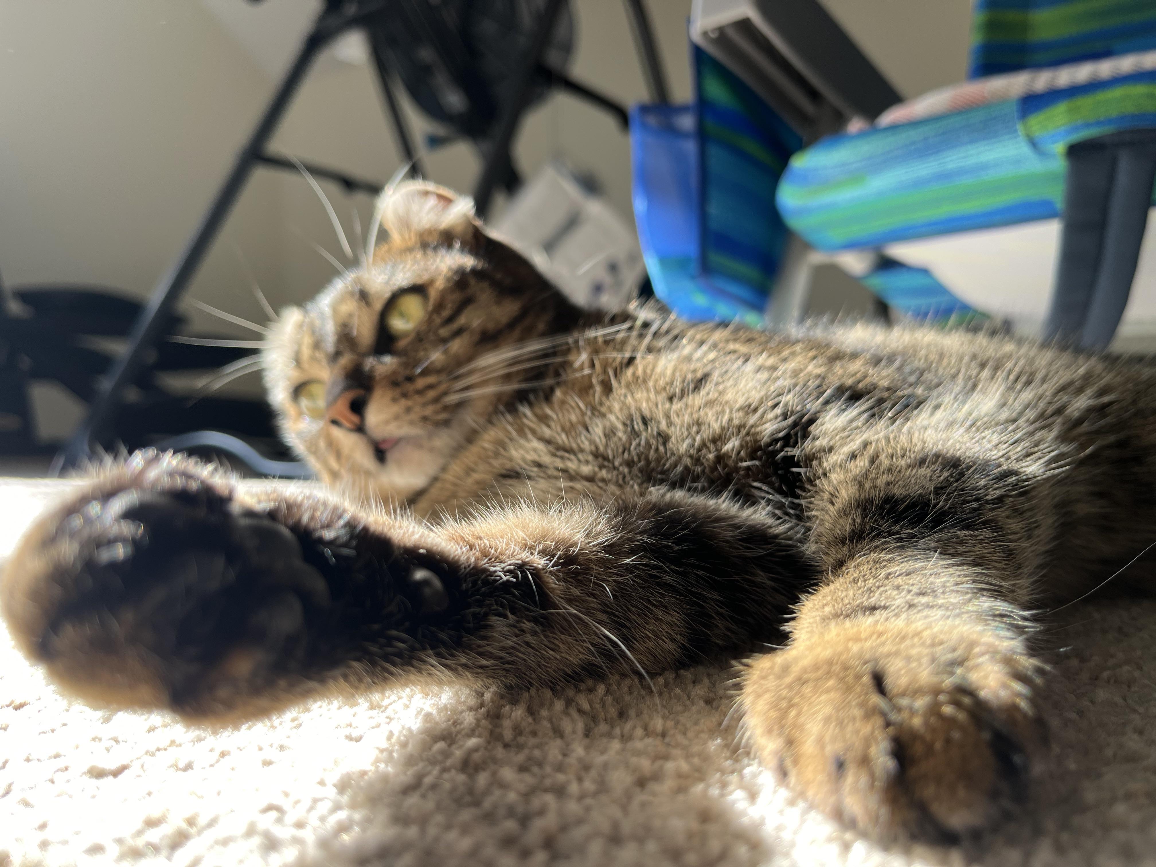 RBF (resting blep face) | Scrolller