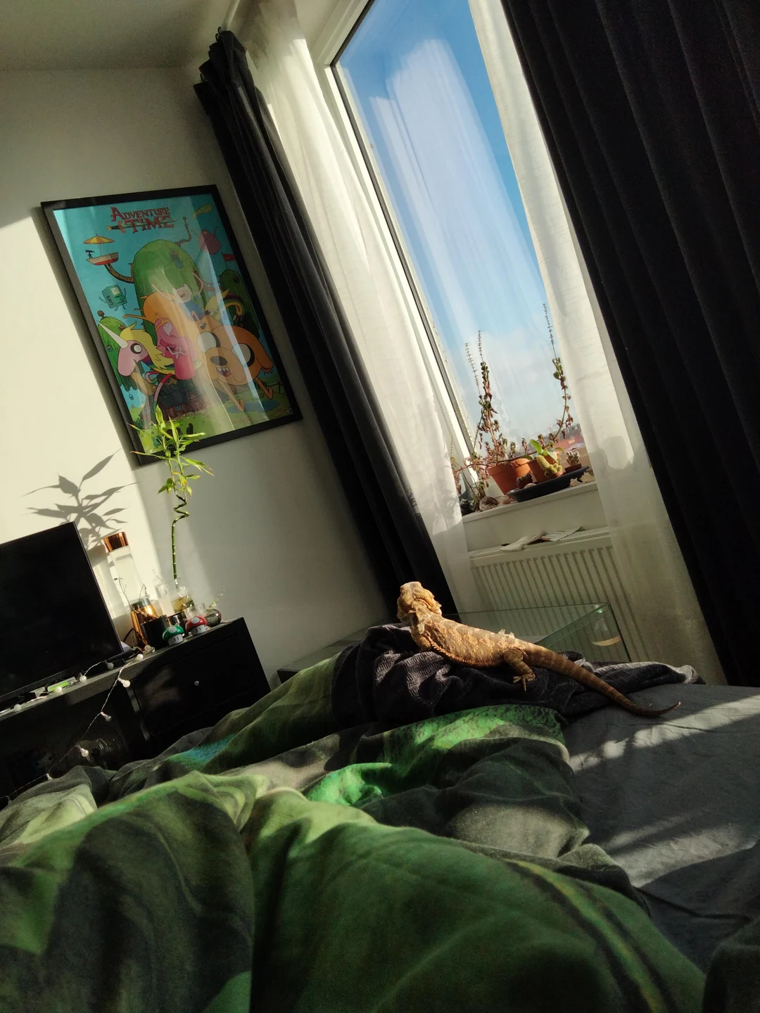 Lazy urban morning 🦎 | Scrolller