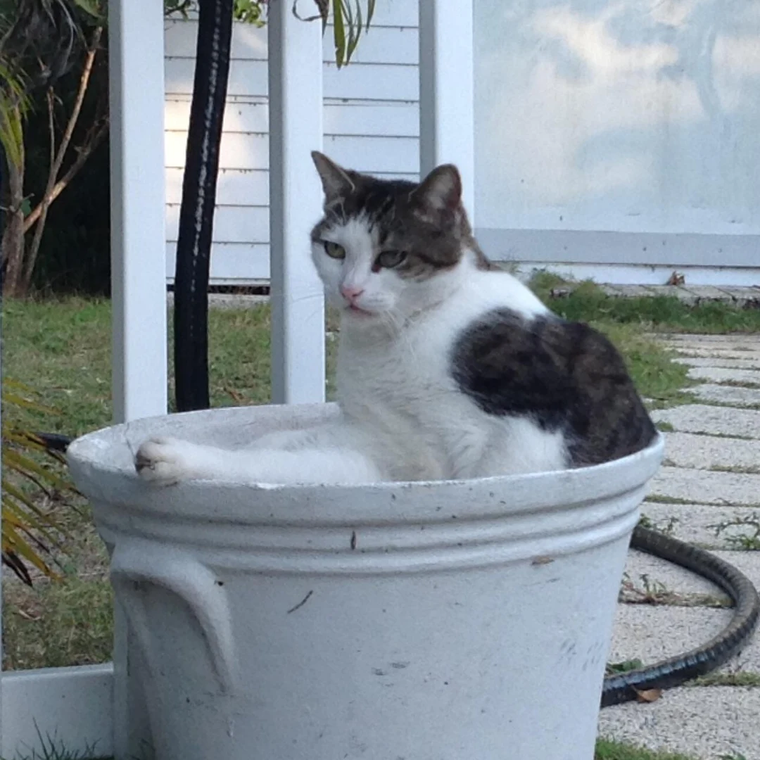 Tabernilla in the pot! | Scrolller