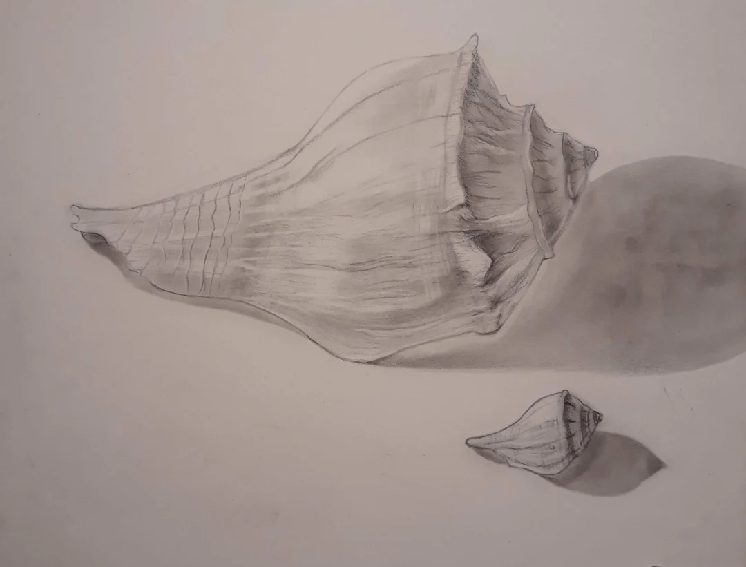 Sea Shells, me, graphite, 2019 | Scrolller