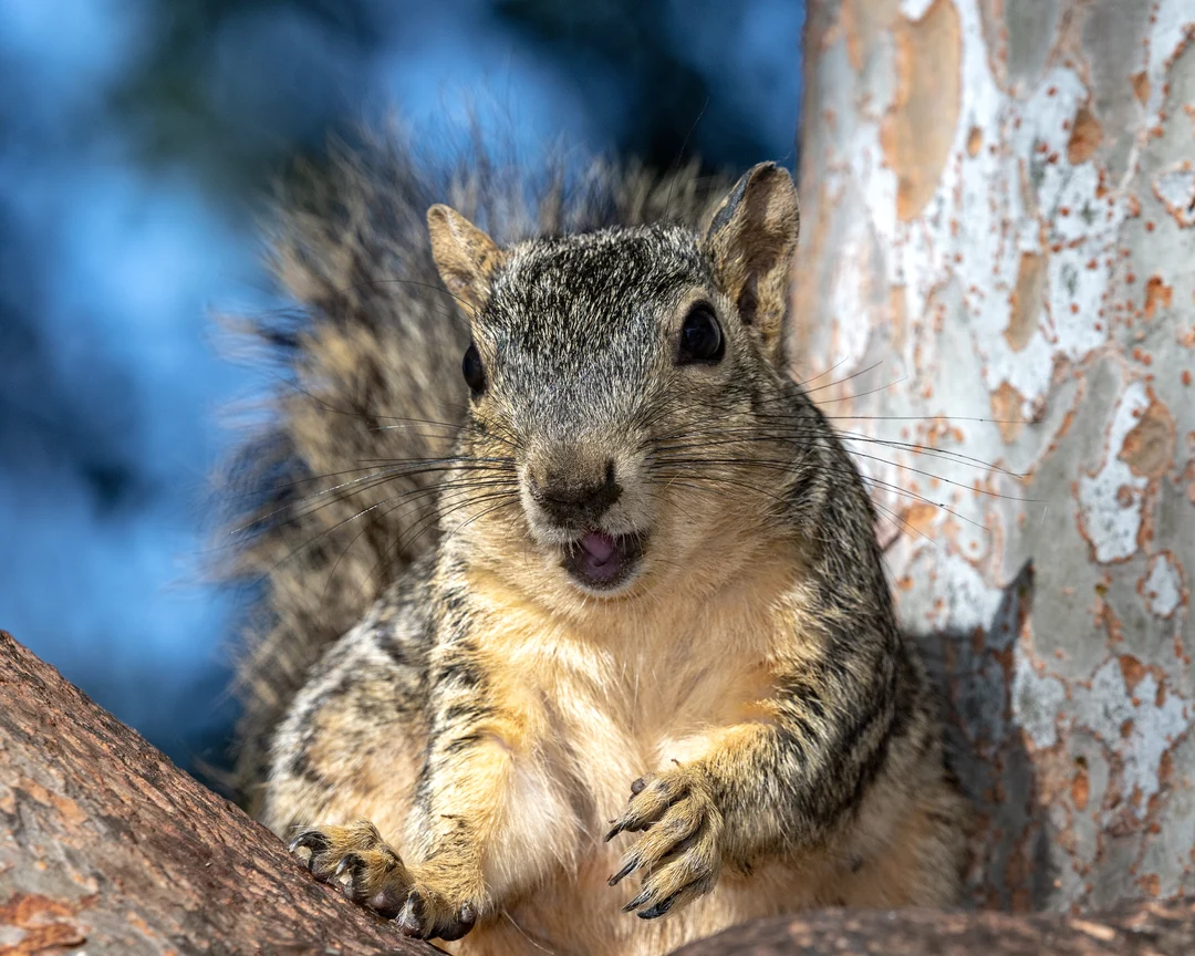Mother Squirrel | Scrolller