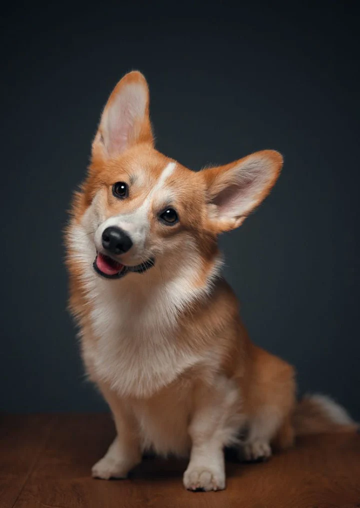 This Cute Pembroke Welsh Corgi 🐶 | Scrolller