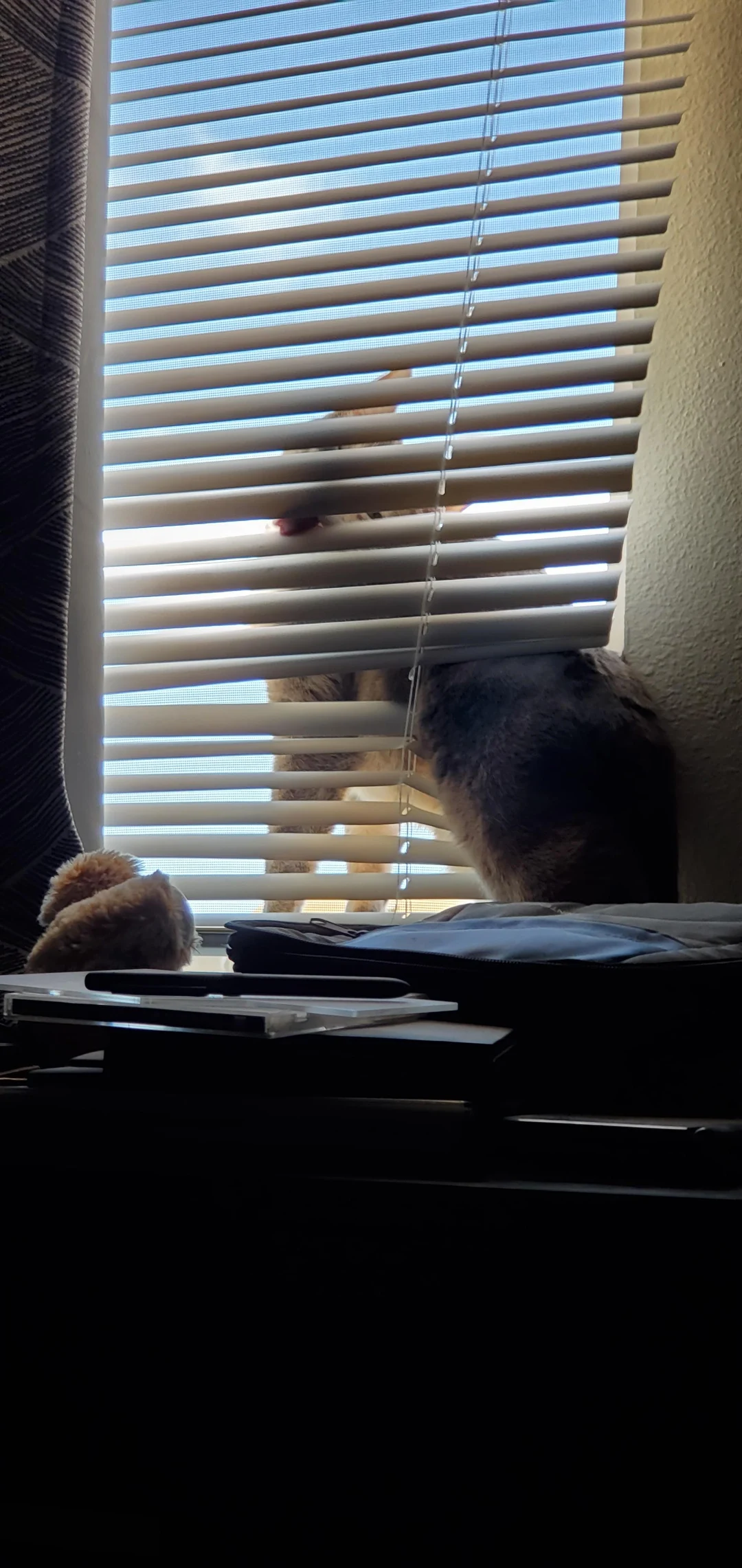 My derp likes to lick the blinds. | Scrolller