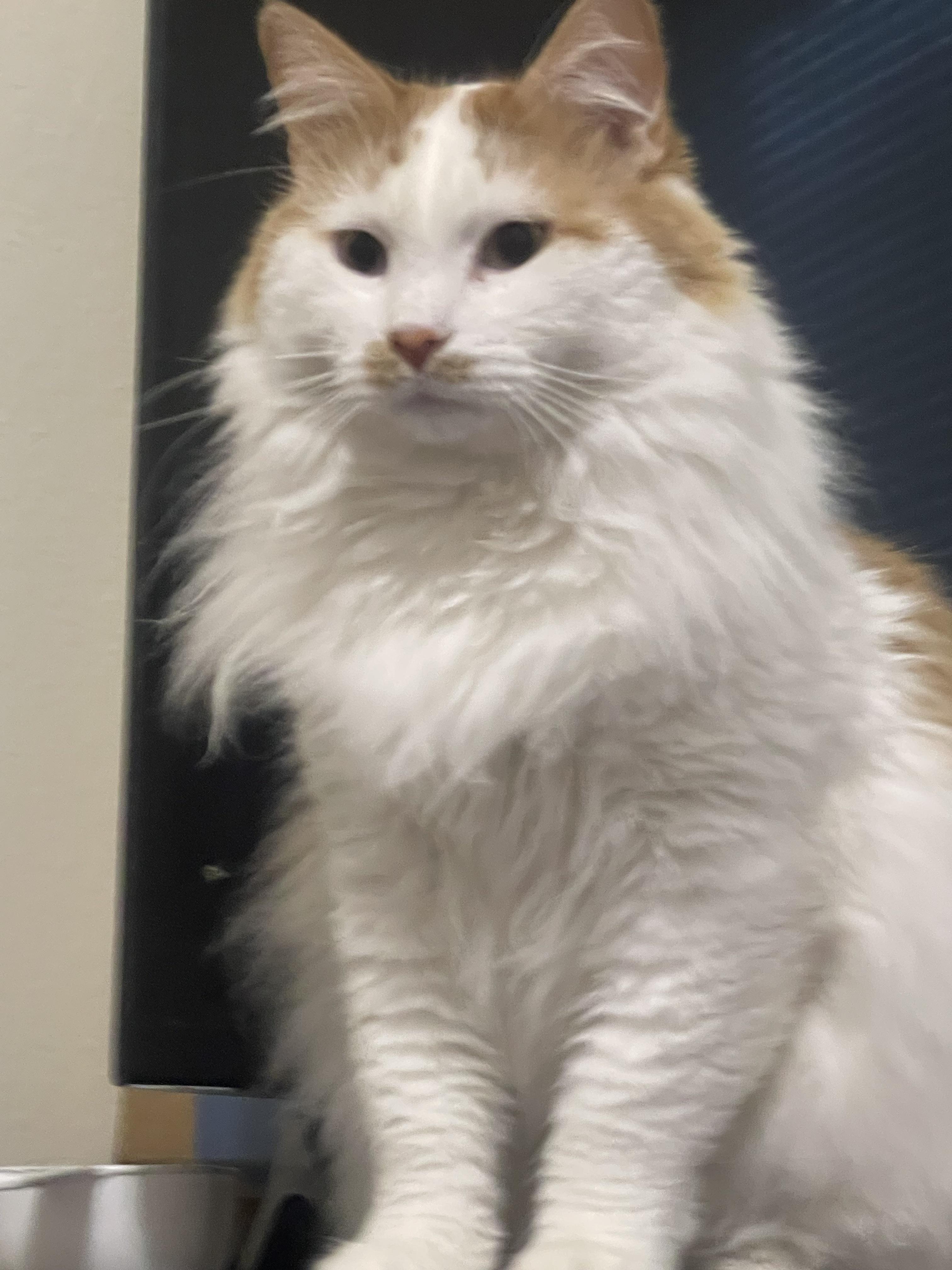 Discover more like Redditgetsdrawnbadly: Please draw my cat and Related Content | Scrolller