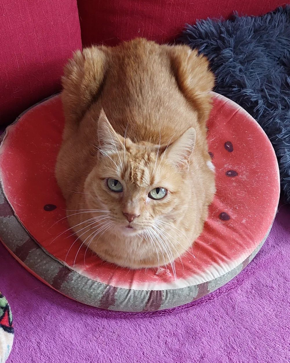 Ruby, angry melon loaf | Scrolller