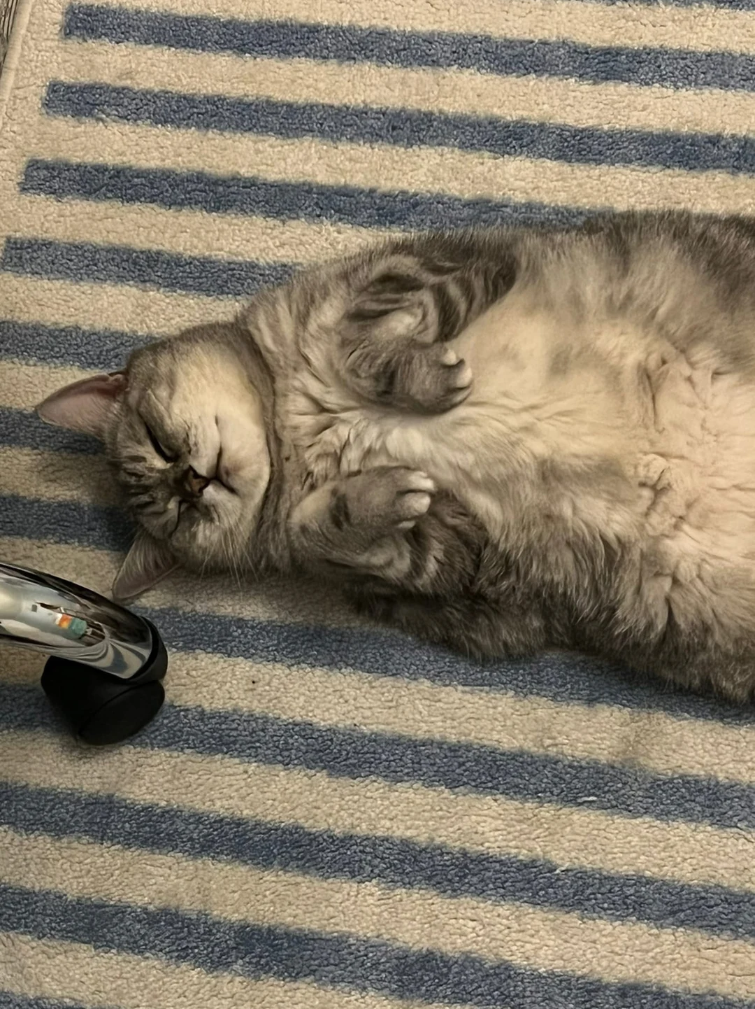 So cute rabbit | Scrolller