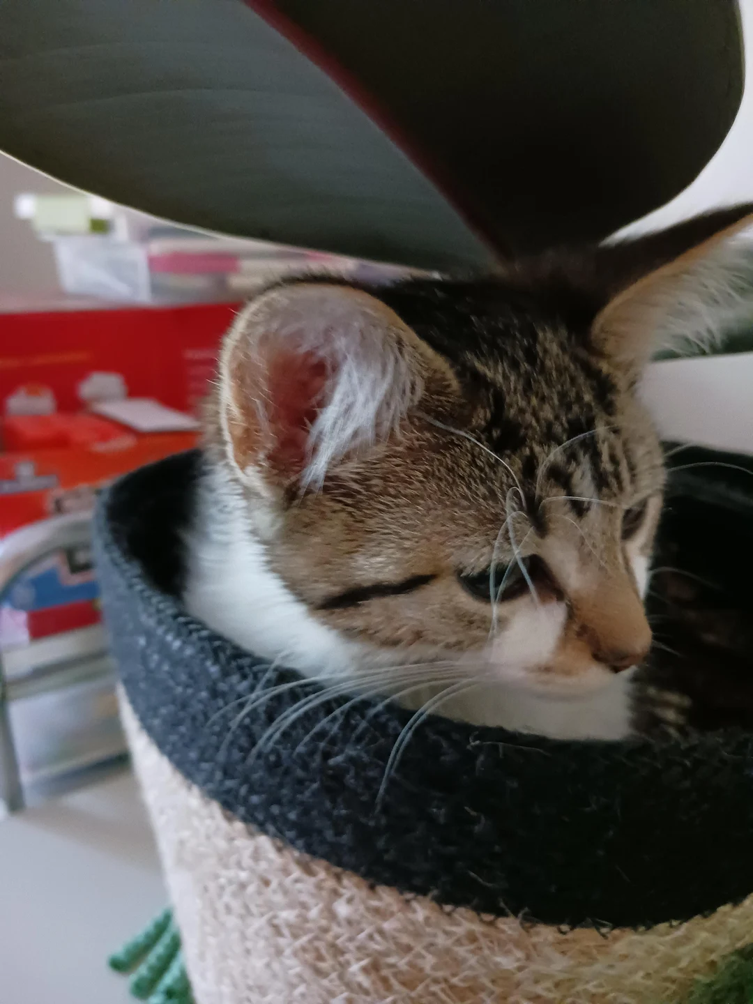 Cat in a pot | Scrolller